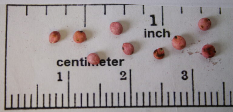 Hegari - Justin Seed