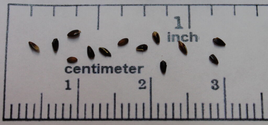 Johnsongrass - Justin Seed