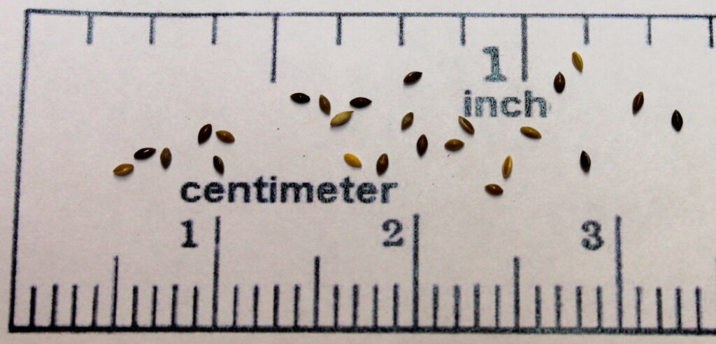 Kleingrass, #75 - Justin Seed