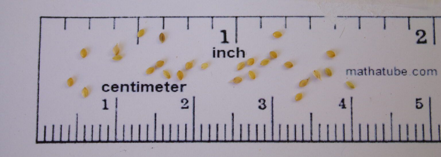 Millet, Japanese - Justin Seed
