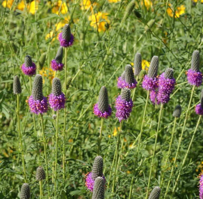 Purple Prairie Clover - Justin Seed