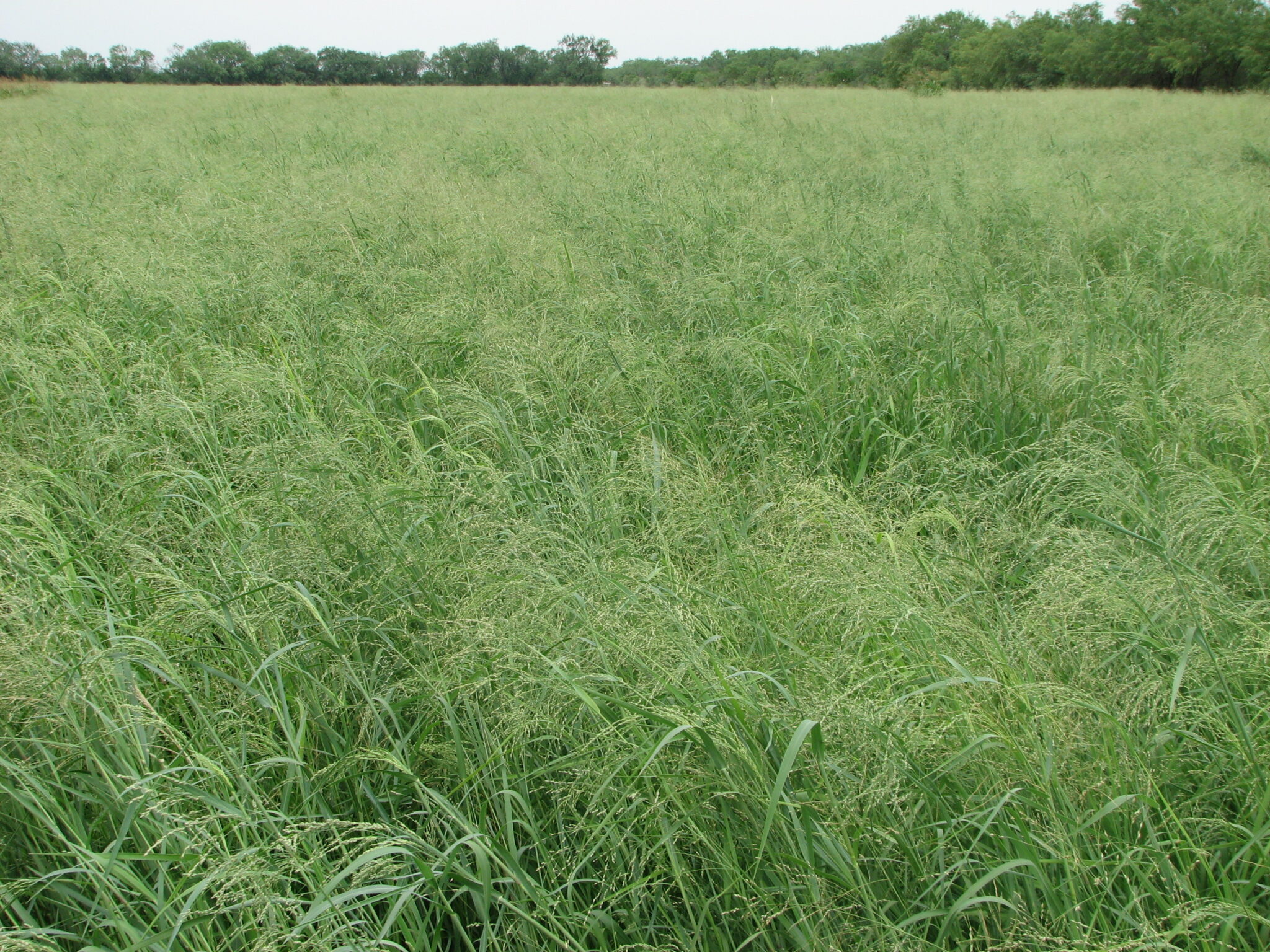 Kleingrass, Verde - Justin Seed