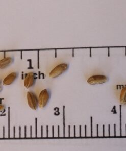 Wheat Archives - Justin Seed