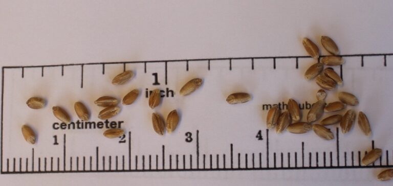 Wheat, Soft Forage Max, Beardless - Justin Seed