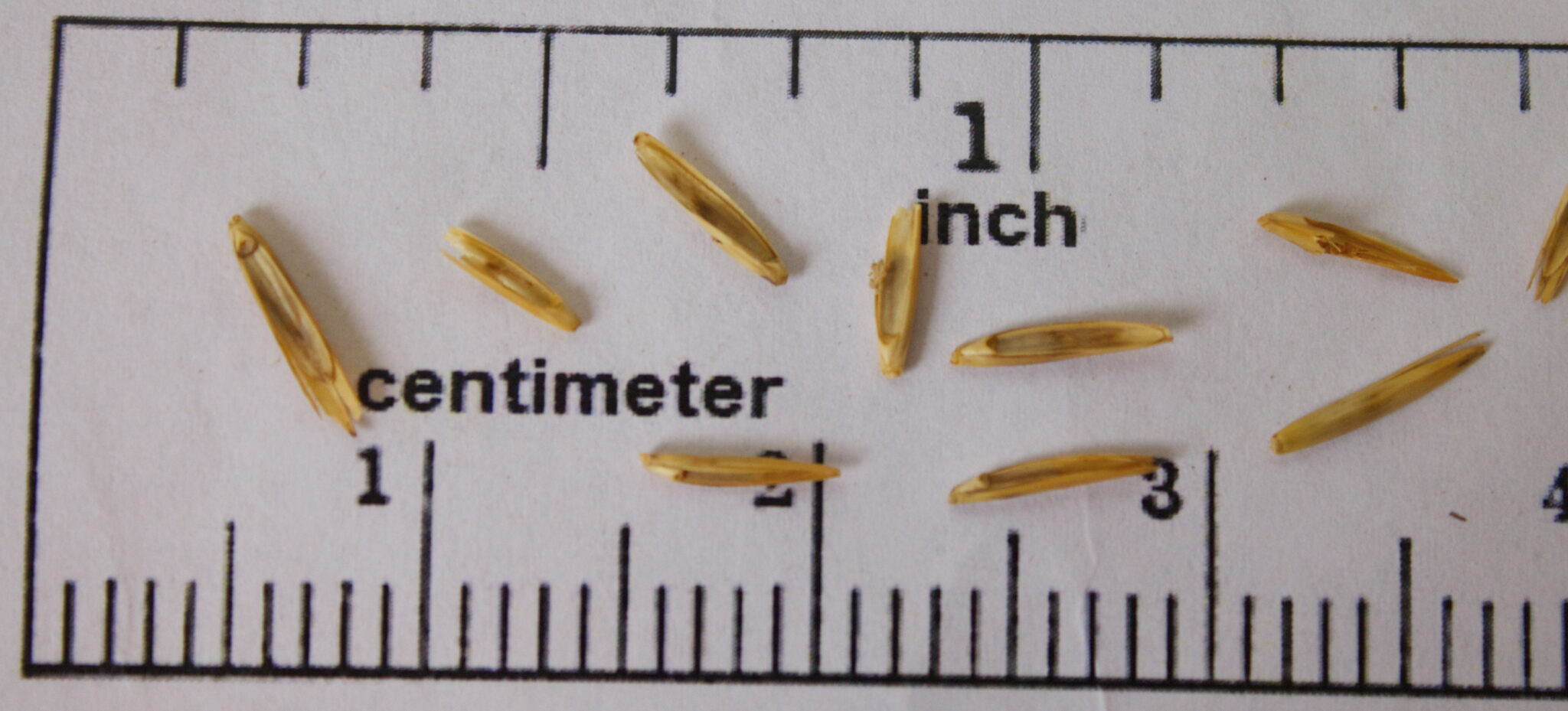 Wheatgrass, Jose Tall - Justin Seed